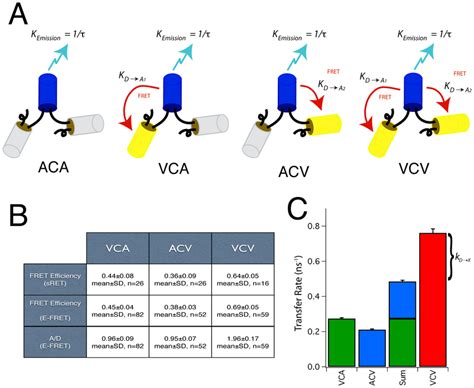 Predicting The FRET Efficiency Of A Construct With Two Acceptors A Download Scientific