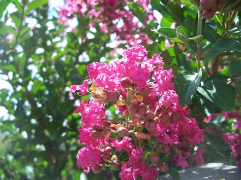 Crepe Myrtle