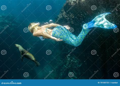 Sea Lion And Mermaid Underwater Stock Image Image Of Siren Waves
