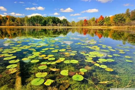 Лесное озеро в ясный день Обои на рабочий стол