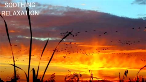 Расслабляющая Фортепианная Музыка и Лёгкое Пение Птиц для Сна и Учёбы Piano Pianomusic