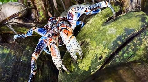 Irina Repei Age Height Net Worth Boyfriend Bio Facts Wiki