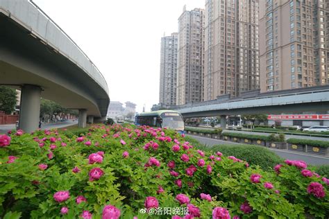 在洛阳赏牡丹不一定要去公园里寻常的街头也能邂逅花香