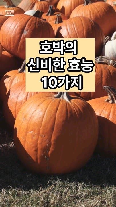 호박의 신비한 효능 형제들의텃밭 호박효능호박 Youtube