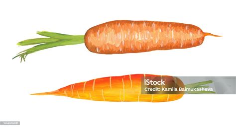 흰색으로 분리 된 잎의 일부가있는 두 종류의 전체 당근 손으로 그린 구 아슈는 잘 익은 야채 그림을 그립니다 식욕을 돋우는 당근의 현실적인 그림 0명에 대한 스톡 벡터 아트