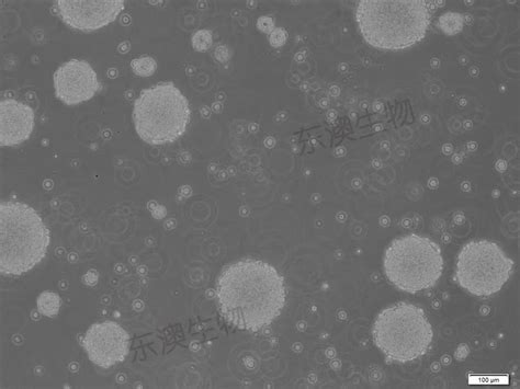 做实验丨这些原代细胞培养的误区，不能再犯了！ 知乎