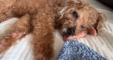 Do Setbyul 𝐌𝐨𝐫𝐞𝐛𝐞𝐥𝐥𝐚 𝐂𝐄𝐎 치킨쏴요오🍗 사실 올릴꺼 없어서 하는 이벤트 맞음 쉬는동안 사진을 하나도 안 찍음🤣 이렇게 4종이 베스트인가봐요 4