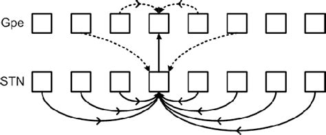 Network Structure Indicating Connections Between Gpe And Stn Cells 8