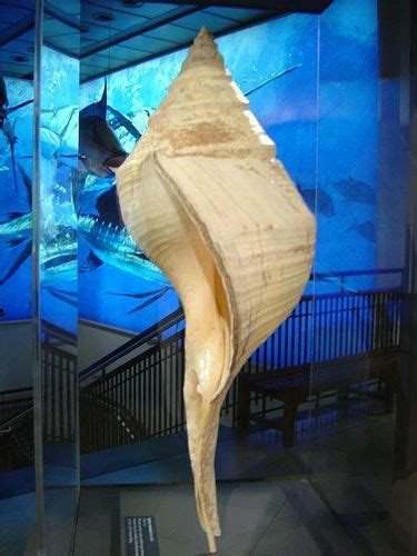 Worlds Largest Seashell