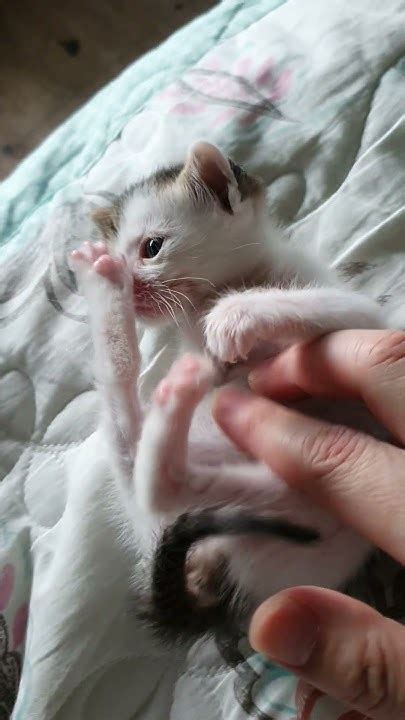 새끼고양이와 놀이 Youtube