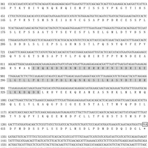 Full Length Nucleotide Sequence And Deduced Amino Acid Sequence Of The