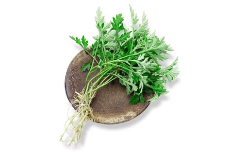 Premium Photo Fresh Mugwort Leaves With Root Isolated On White Background