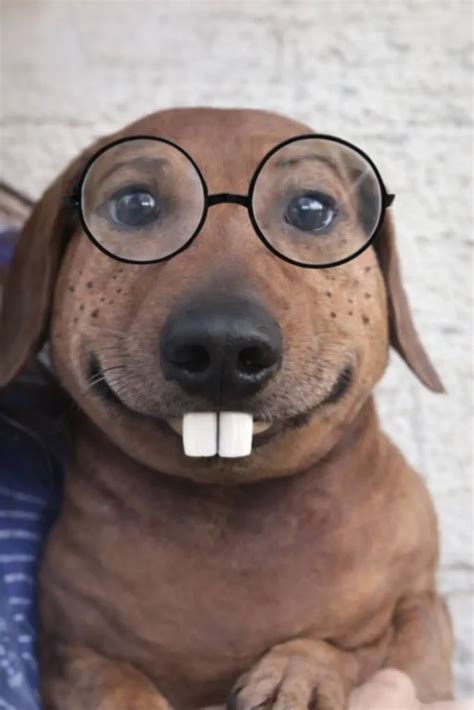 Goofy Ahh Dog Funniest Images That Broke The Internet