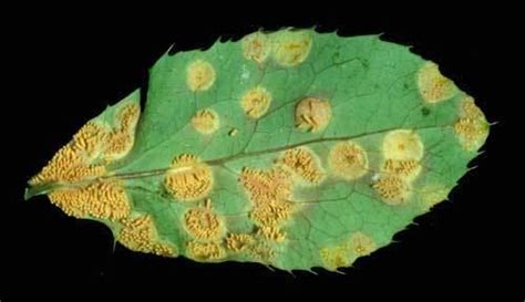 Rust Fungus Alchetron The Free Social Encyclopedia