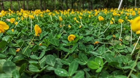 Add Some Beautiful Color To Your Lawn By Planting Perennial Peanut