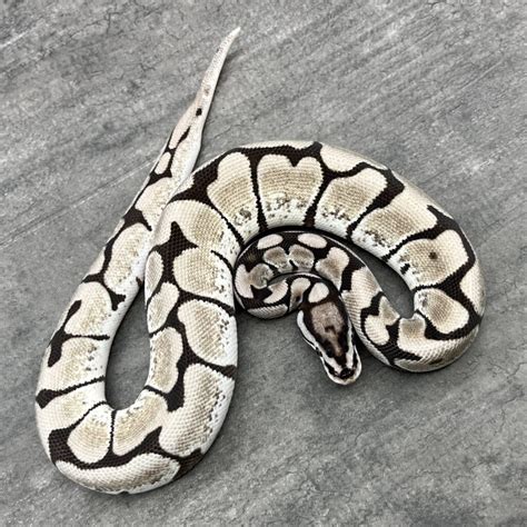Spider Freeman Ballpython Spider Freeman Ballpython