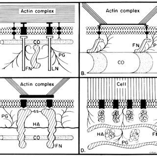 Diagrams Of Several Models Depicting The Possible Relation Of ECM Download Scientific Diagram
