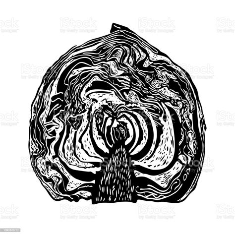 손으로 그린 양배추 흰색 배경에 강조 표시된 흰색 양배추 횡단면 식이 및 채식 음식 빨간색 양배추에 대한 스톡 벡터 아트 및