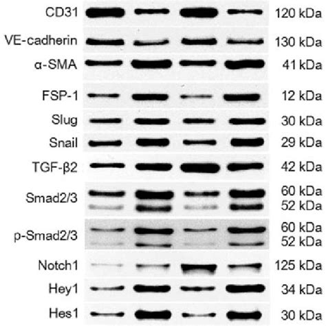 western blotting of runt related transcription factor 3 runx3 and its