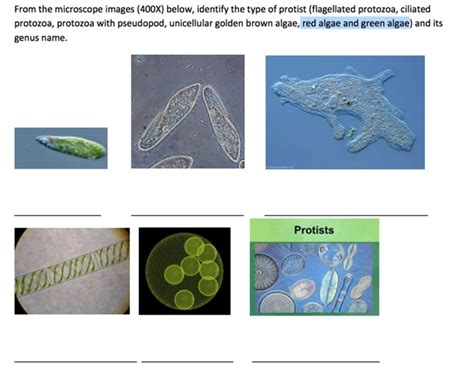 Unlock The Secrets Of The Microcosmos Learn How To Identify Protists Under A Microscope