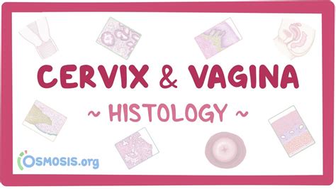 Exocervix And Endocervix