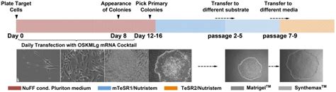 Overview Of Feeder Free Reprogramming With Modified Mrna Morphology