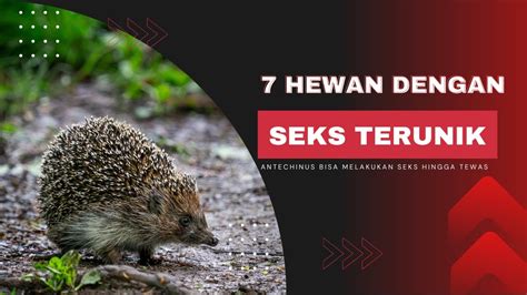 Hewan Dengan Perilaku Seks Unik Ada Yang Melakukannya Hingga Mati Youtube