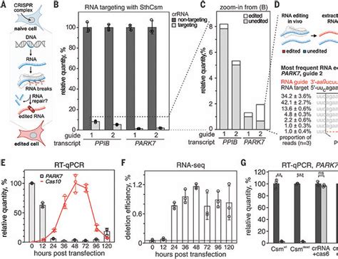 Repair Of CRISPR Guided RNA Breaks Enables Site Specific RNA Excision In Human Cells Science