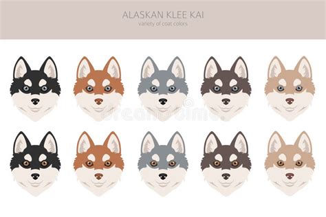 Alaskan Klee Kai All Colours Clipart Different Coat Colors Set Stock
