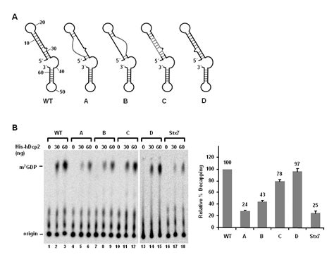 The Intact Stem Loop Structure Is Critical For Promoting Dcp2 Decapping Download Scientific
