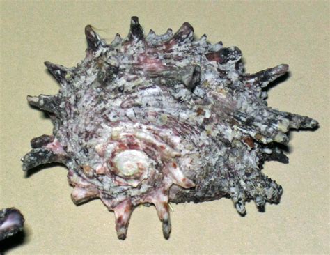 Angaria Delphinus Common Delphinula Snail 2 Angaria Delp… Flickr