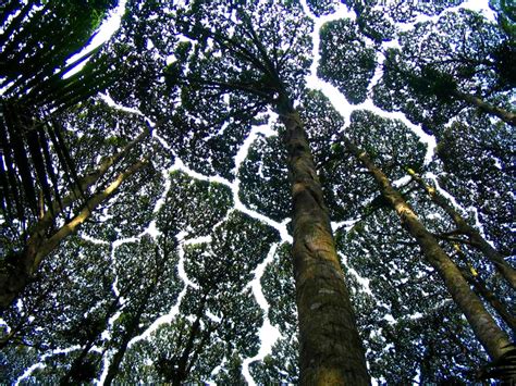 Crown Shyness Why Tree Canopies Have Incredible Patterns Big Think