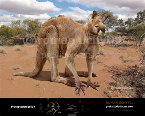 Procoptodon Dinosaurs Pictures And Facts