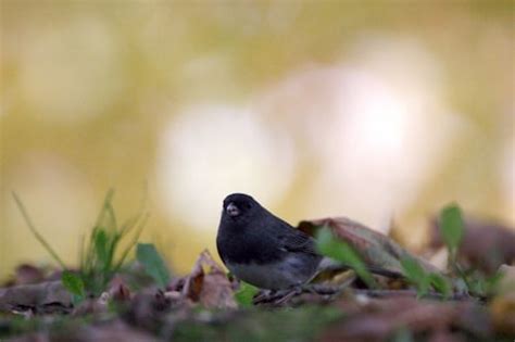 Detecting Multicollinearity In Regression