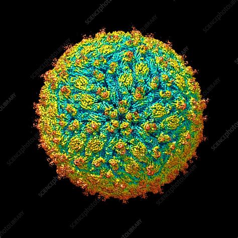 Zika Virus Molecular Model Stock Image C0302658 Science Photo