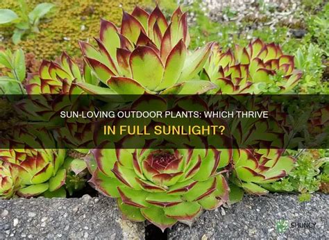 Best Outdoor Plants That Thrive In Full Sun Shuncy