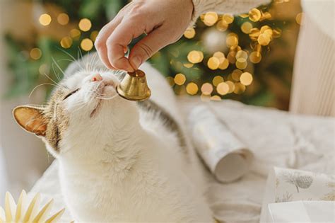 세련된 크리스마스 트리의 배경에 현대적인 장식품으로 크리스마스 선물 상자를 장식하면서 황금 종과 귀여운 고양이와 놀고 있는 여자 즐거운 성탄절 보내시고 즐거운 휴일 보내세요