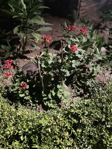 아이폰 야간사진