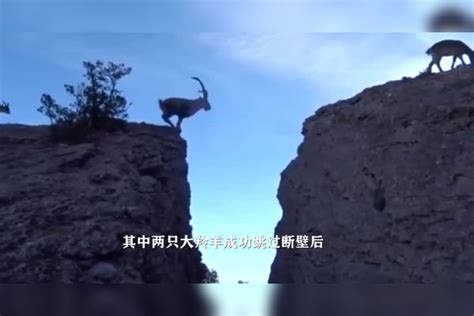 又被课本骗了？这才是真正的“羚羊飞度”，最后一只是高手！ 羚羊 课本 高手