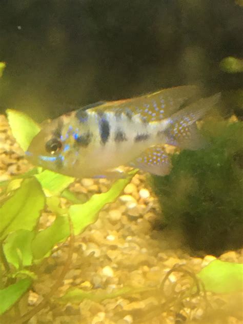 Can Someone Help Me Sex My Gbrs R Cichlid
