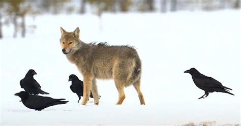 Wolves And Ravens Have A Special Bond They Hunt Together And May Even