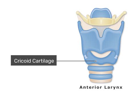 Cartilage Cricoid Thyroid Anatomy Of The Larynx And Cervical Trachea