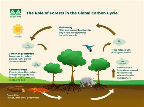 Oxygen And Carbon Dioxide Cycle Carbon Cycle Large Tree Absorbs