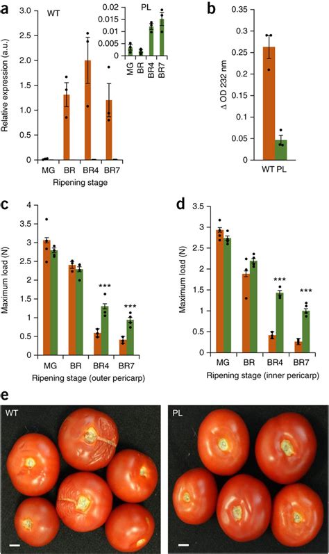 Silencing Pectate Lyase Pl Inhibits Tomato Fruit Softening And Could Download Scientific
