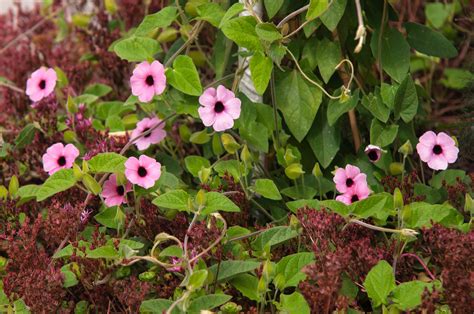 How To Grow And Care For Black Eyed Susan Vine