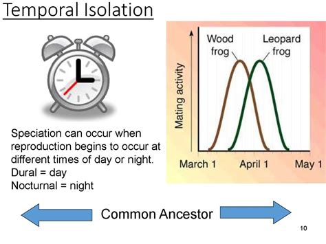 Evolution Speciation Online Presentation