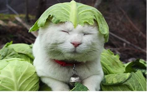Hello Happy Cat Did You Know Cats Like Lettuce Sure Looks Like This