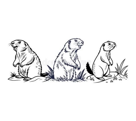 Groundhog Line Art Vector Illustration Stock Vector Illustration Of