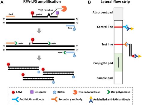 Schematic Representation Of The Rpa Lfs Principle For The Detection Of