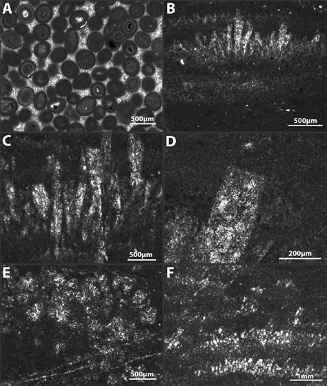 Photomicrographs Of Oolitic And Laminated Intervals Of The Marker Bed Download Scientific